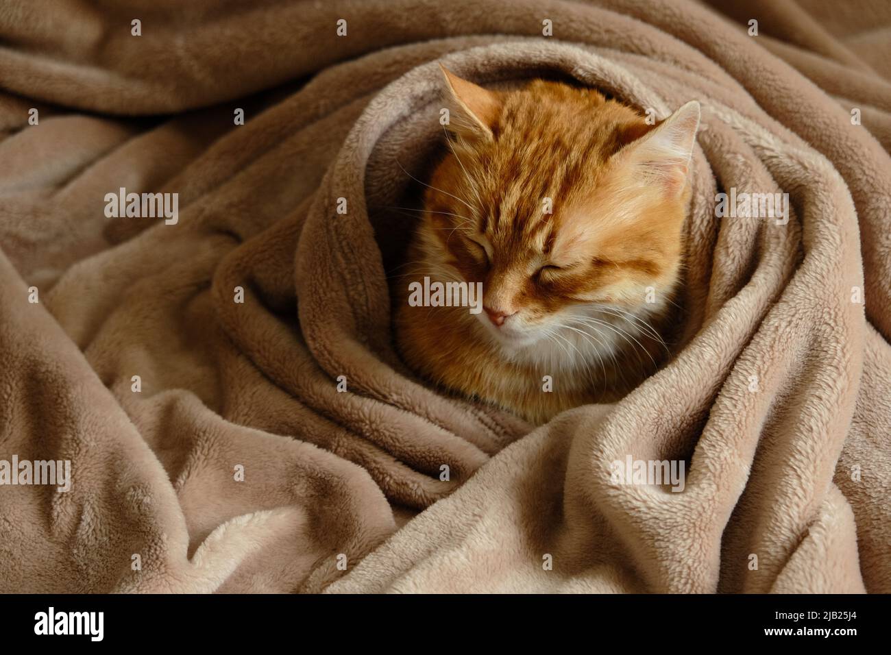Sad cat bed hi-res stock photography and images - Alamy