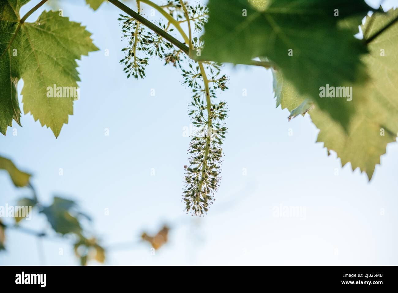 Young blooming cluster of grapes on the grape vine on vineyard close-up ...