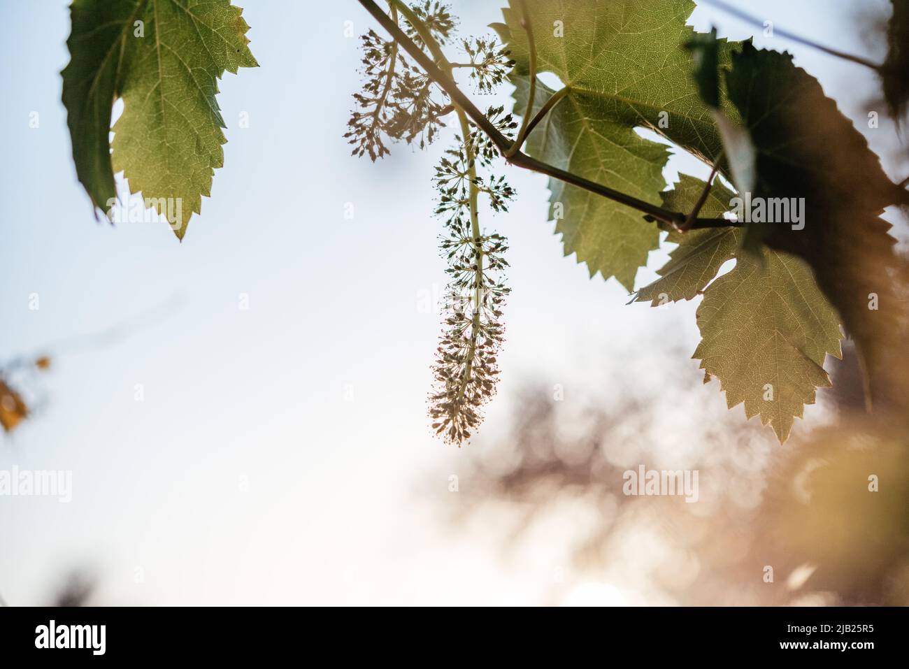 Young blooming cluster of grapes on the grape vine on vineyard against ...