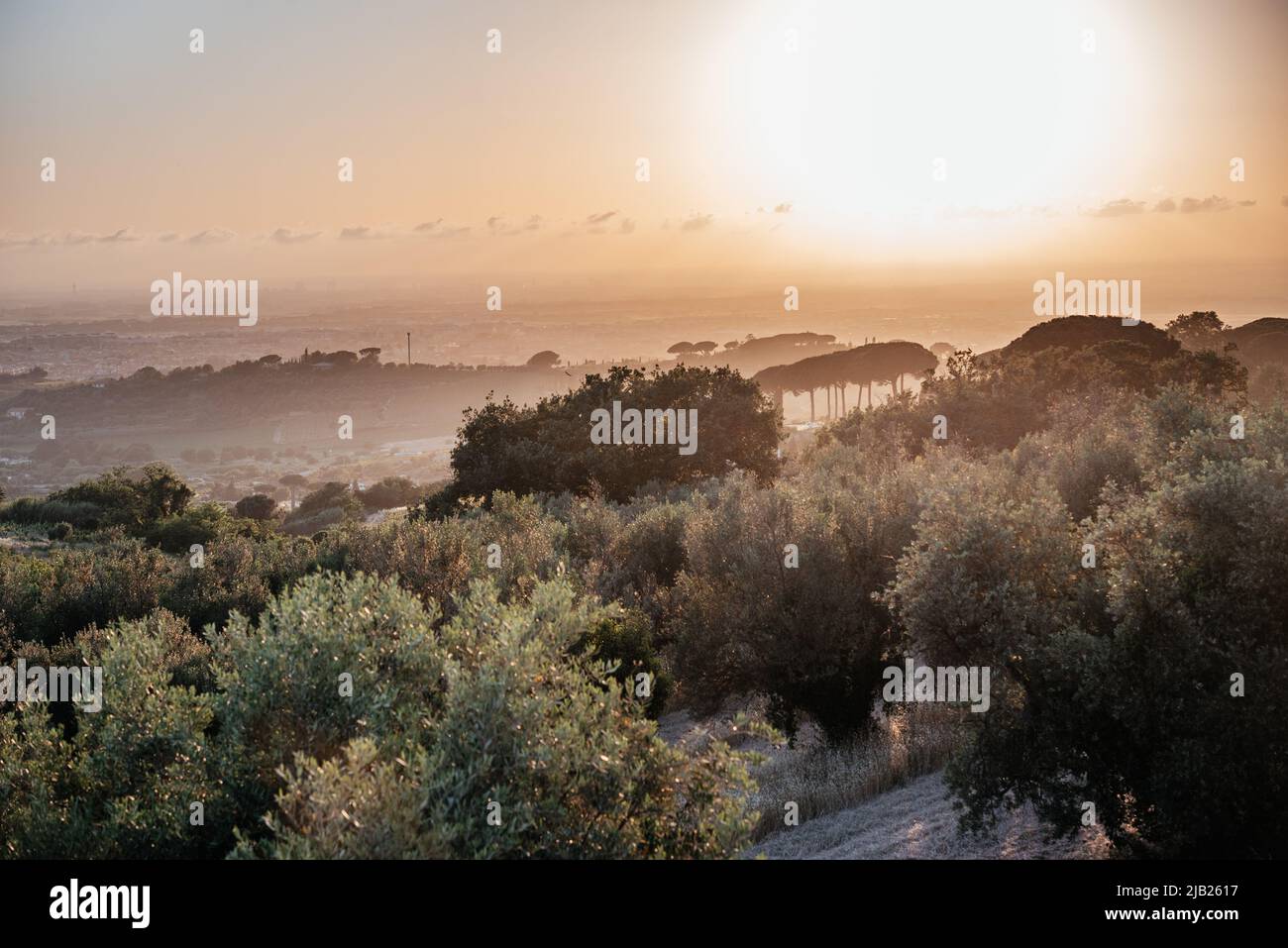 Beautiful sunset landscape in Italy with pastel color sun, olive trees ...