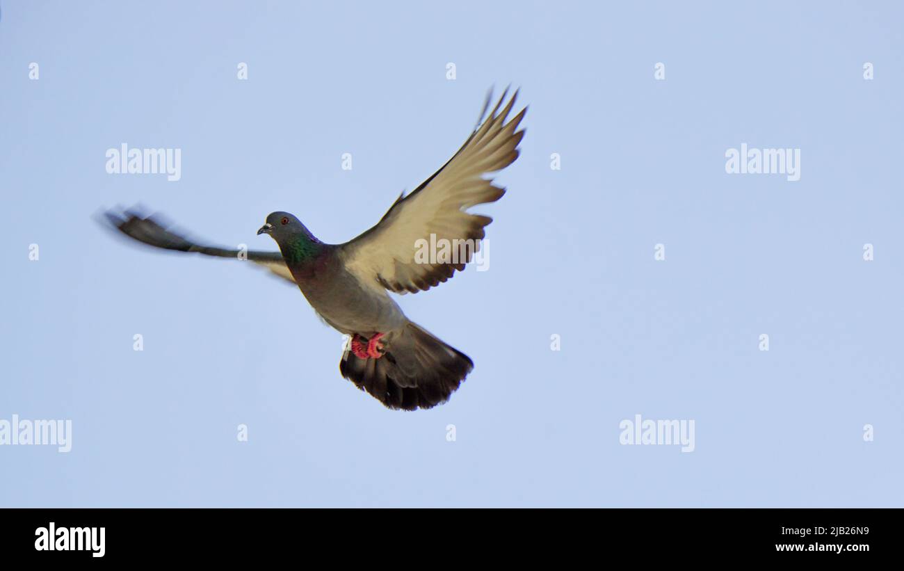 Pigeon message flying hi-res stock photography and images - Alamy