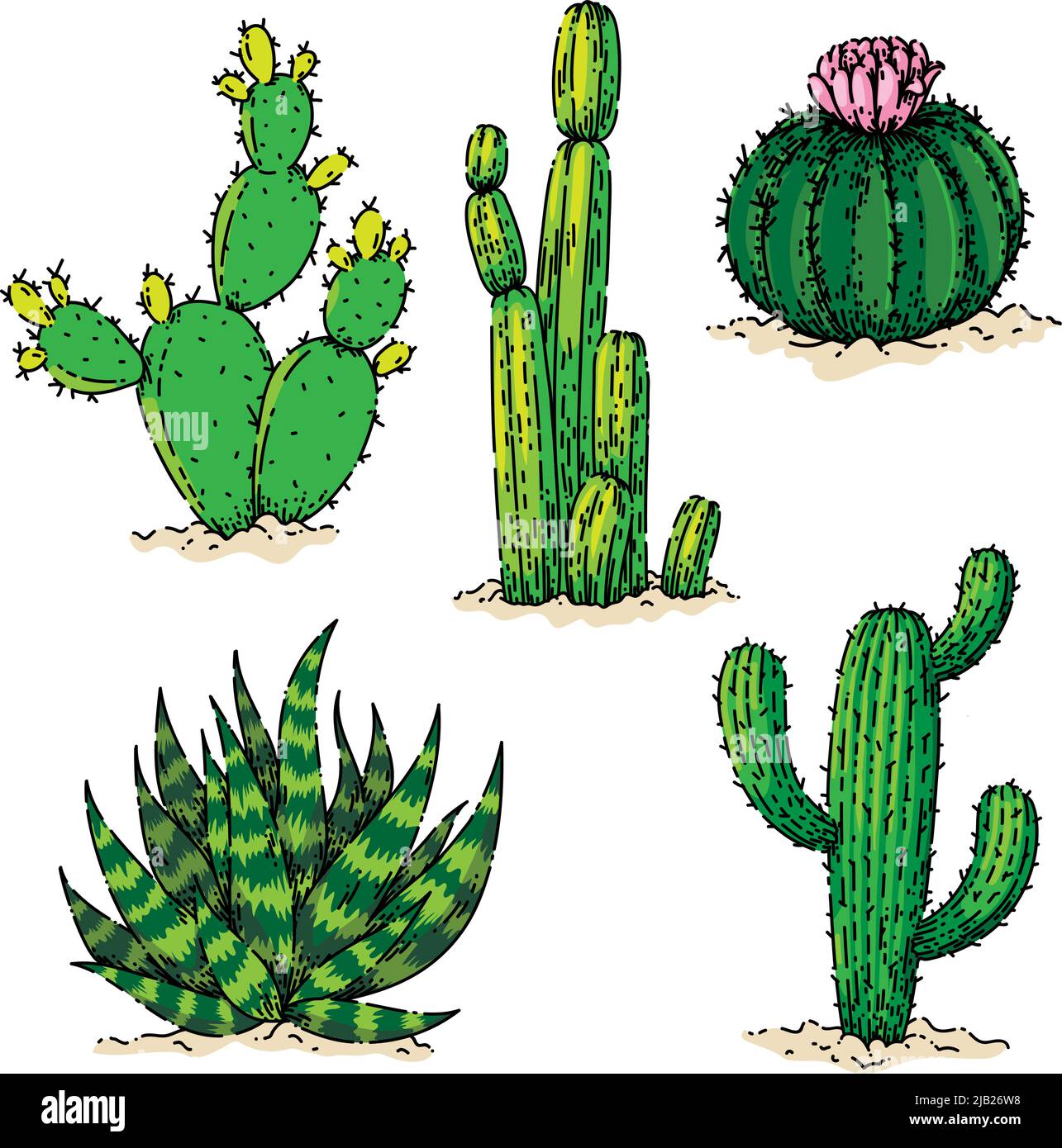 Drawn Cacti Hand Drawn Cactus Canvas Amy Latta Creations
