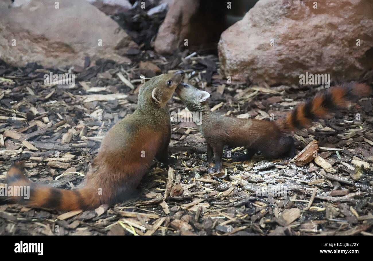 Cologne, Germany. 02nd June, 2022. Young mongoose "Izani" plays with an adult ring-tailed ...