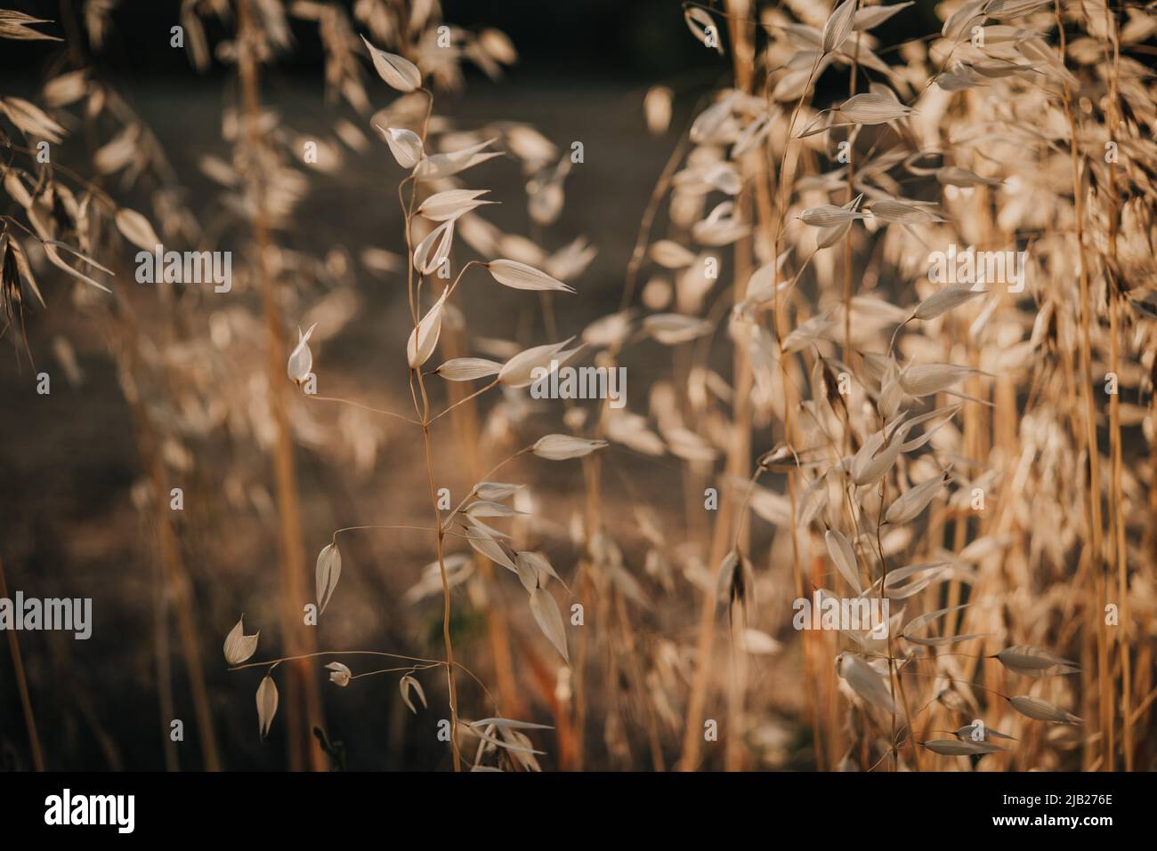Golden dry spikelets of oat backlit with setting sun Stock Photo - Alamy