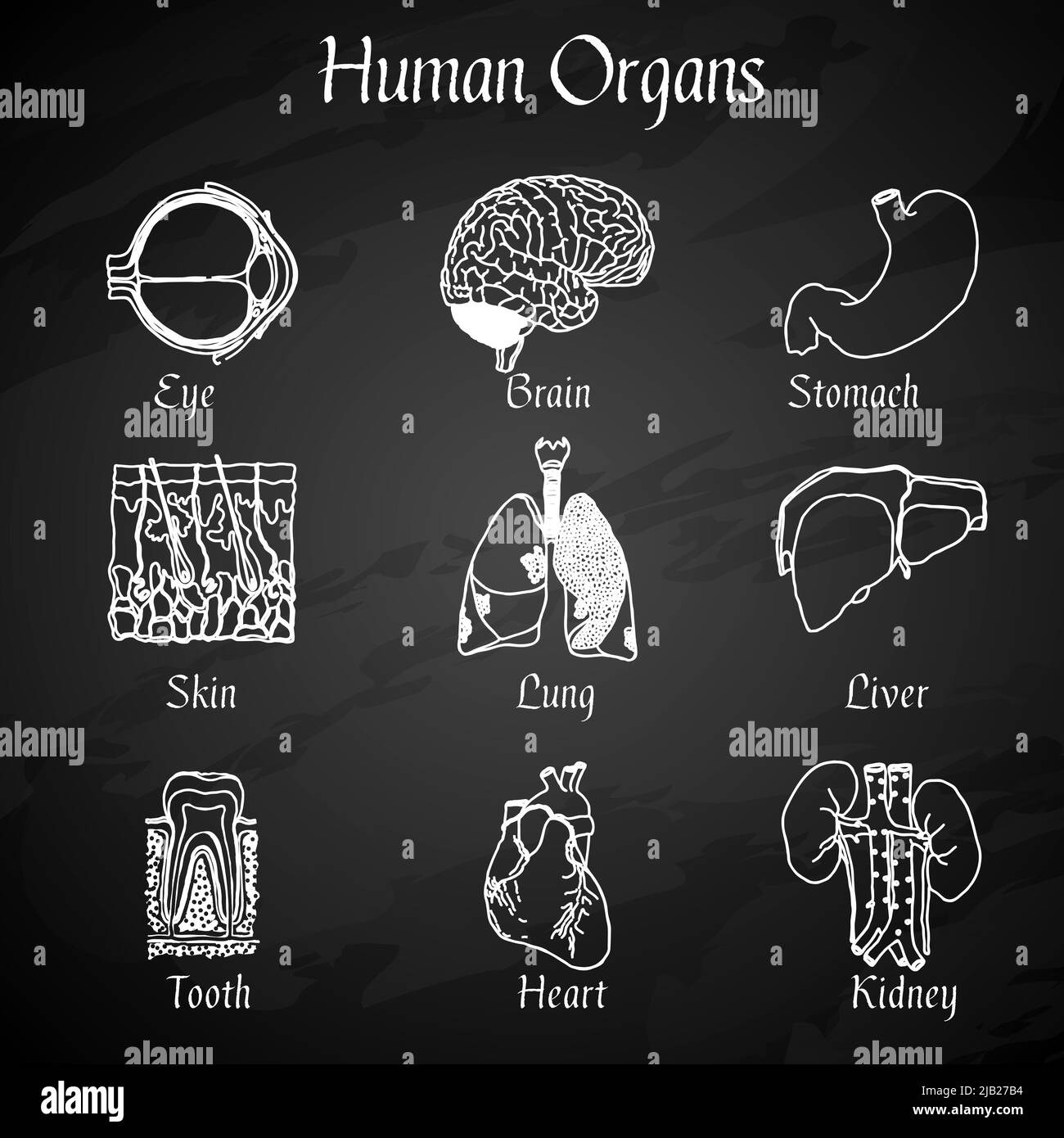 Human organs chalkboard icons set of skin lung liver tooth isolated ...