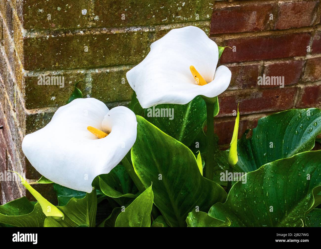 Asian lily hi-res stock photography and images - Alamy
