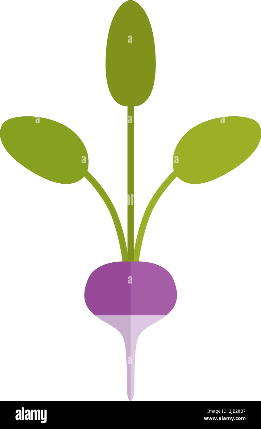 Radish flat icon farm Stock Vector Images - Alamy