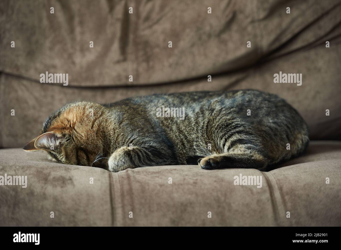 Funny cute cat hi-res stock photography and images - Alamy