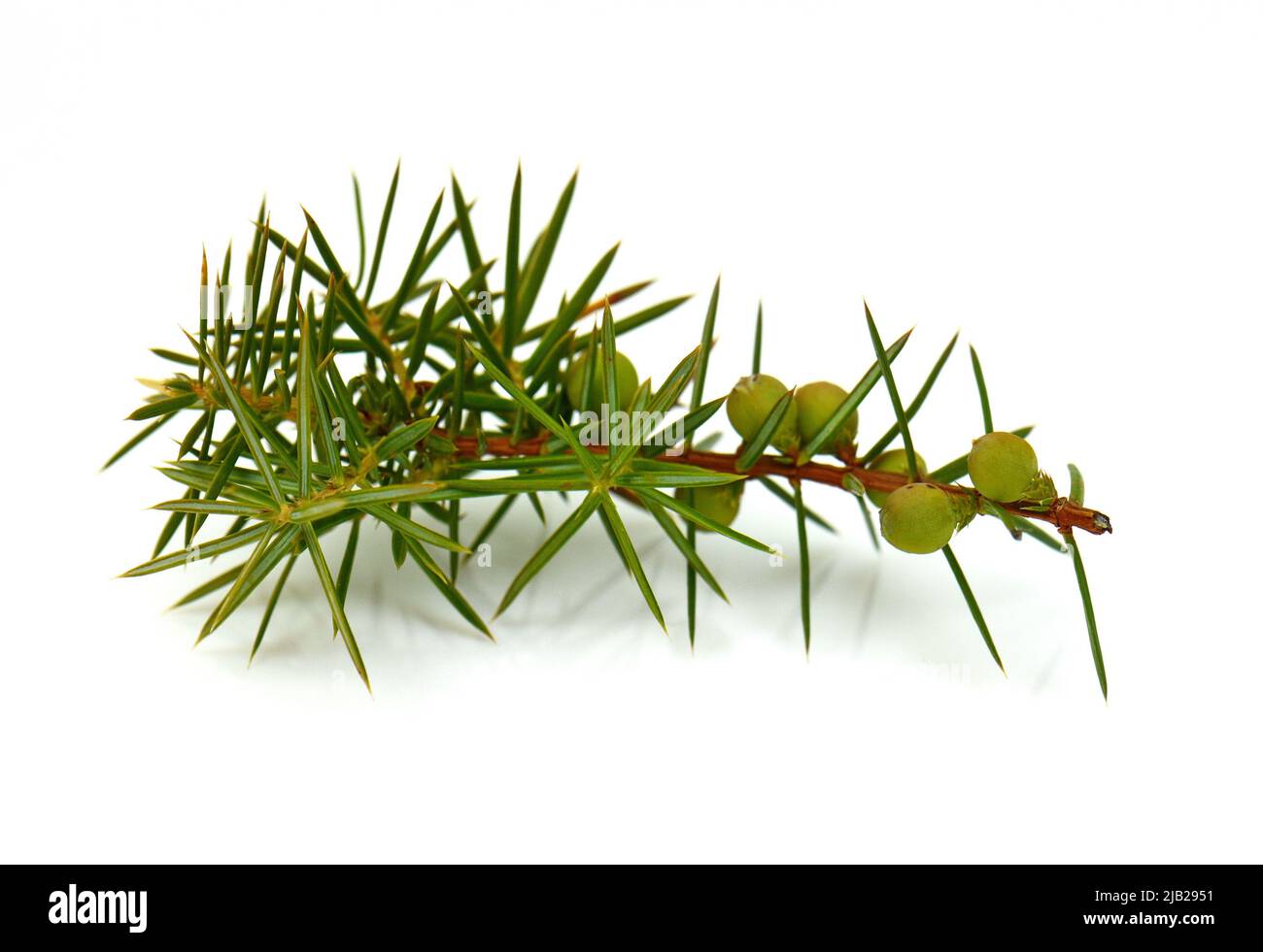 Juniper tree detail Cut Out Stock Images & Pictures - Alamy