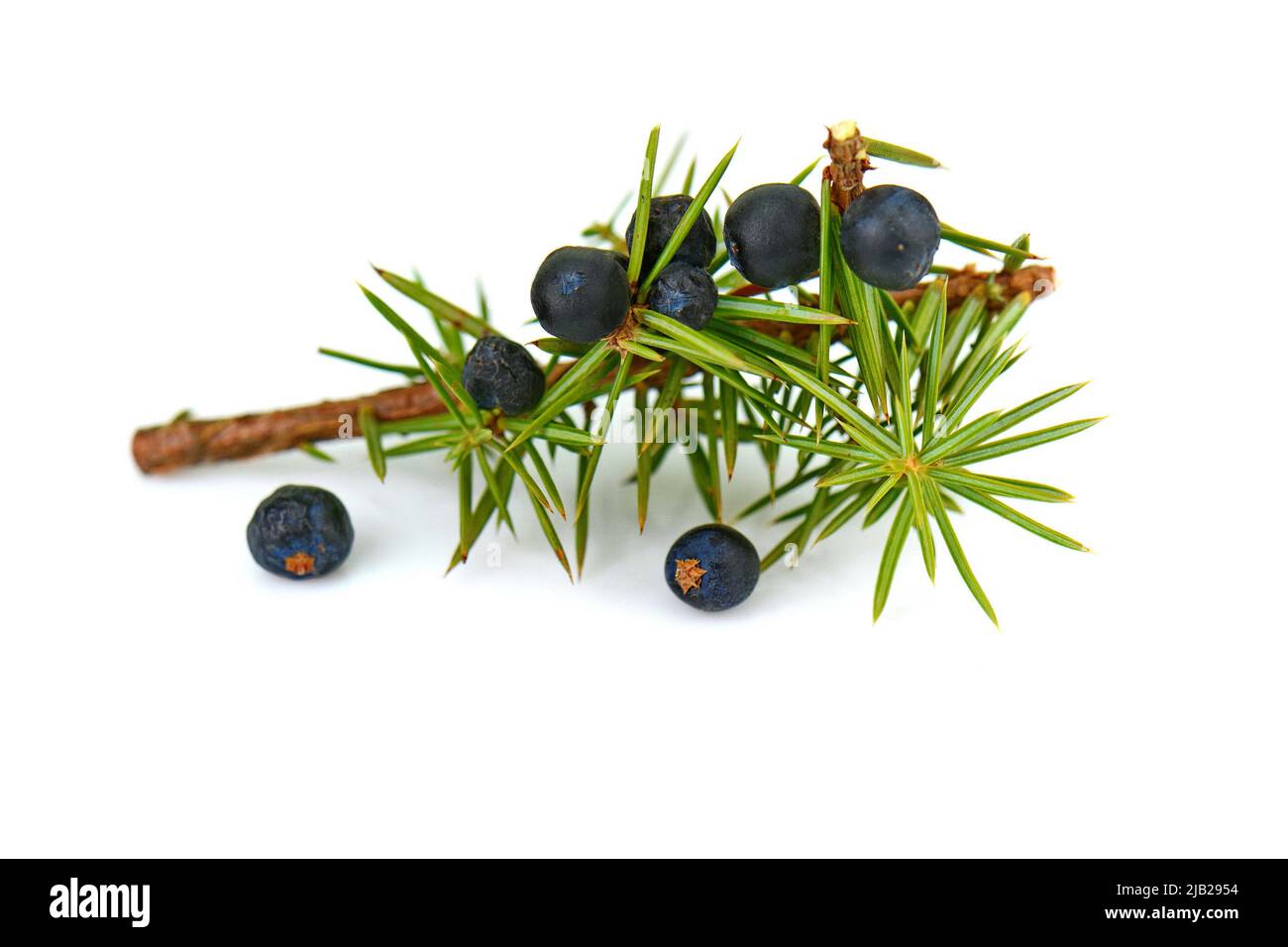 Juniper tree detail Cut Out Stock Images & Pictures - Alamy