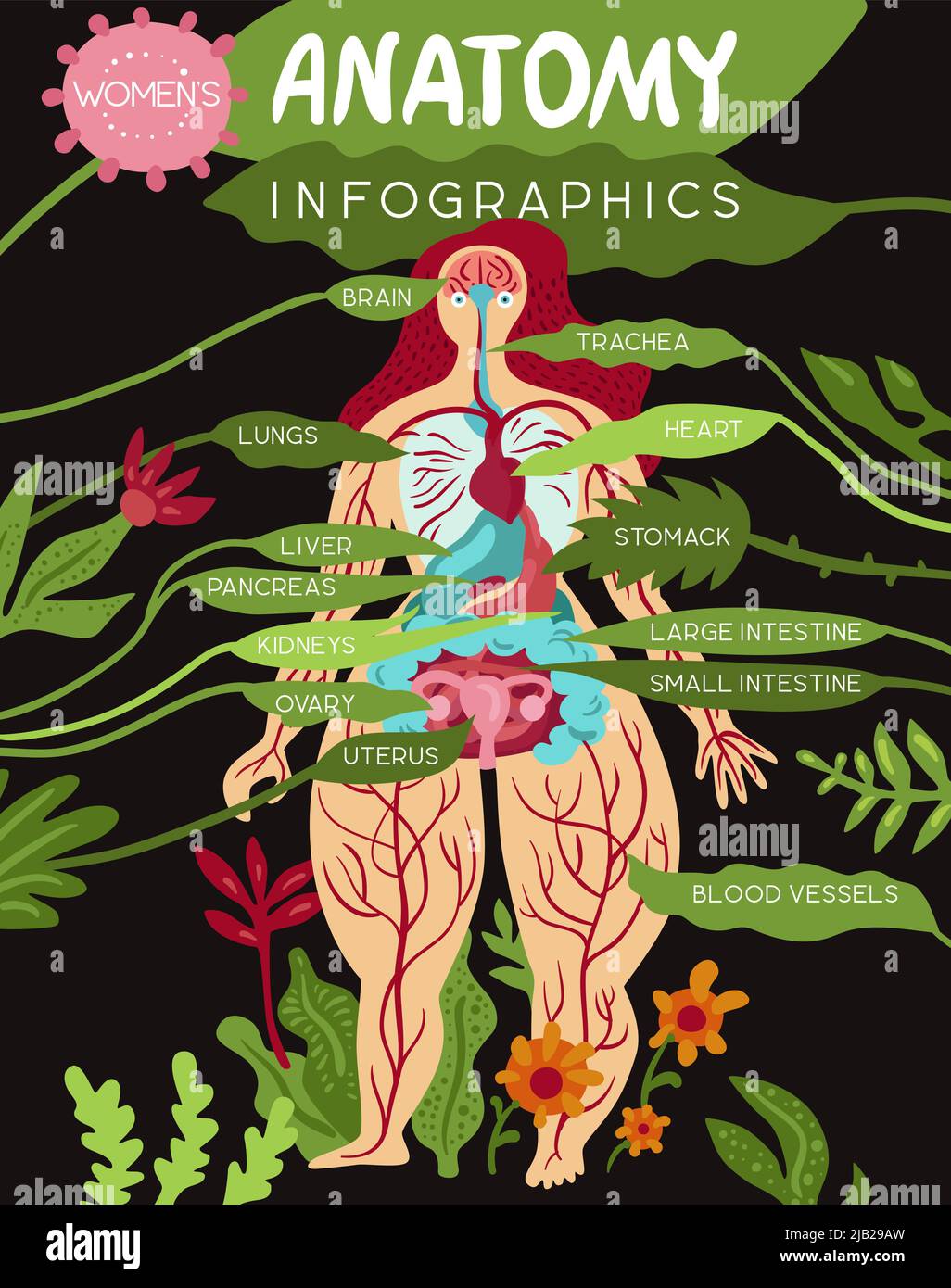 Anatomy medical infographics layout with women organs and systems of ...