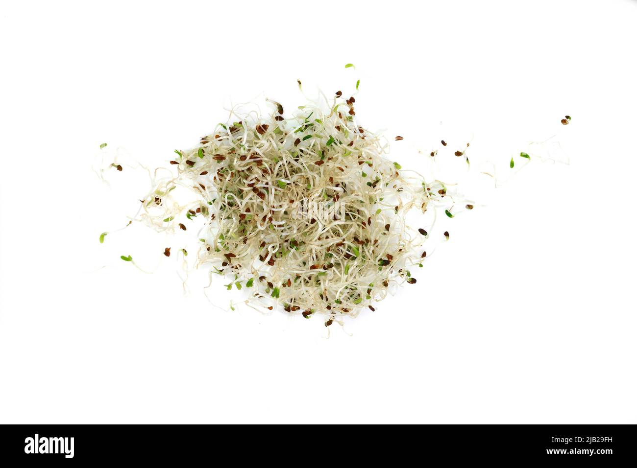 Microgreen sprouts of lucern on white background. Lucern germs isolated ...