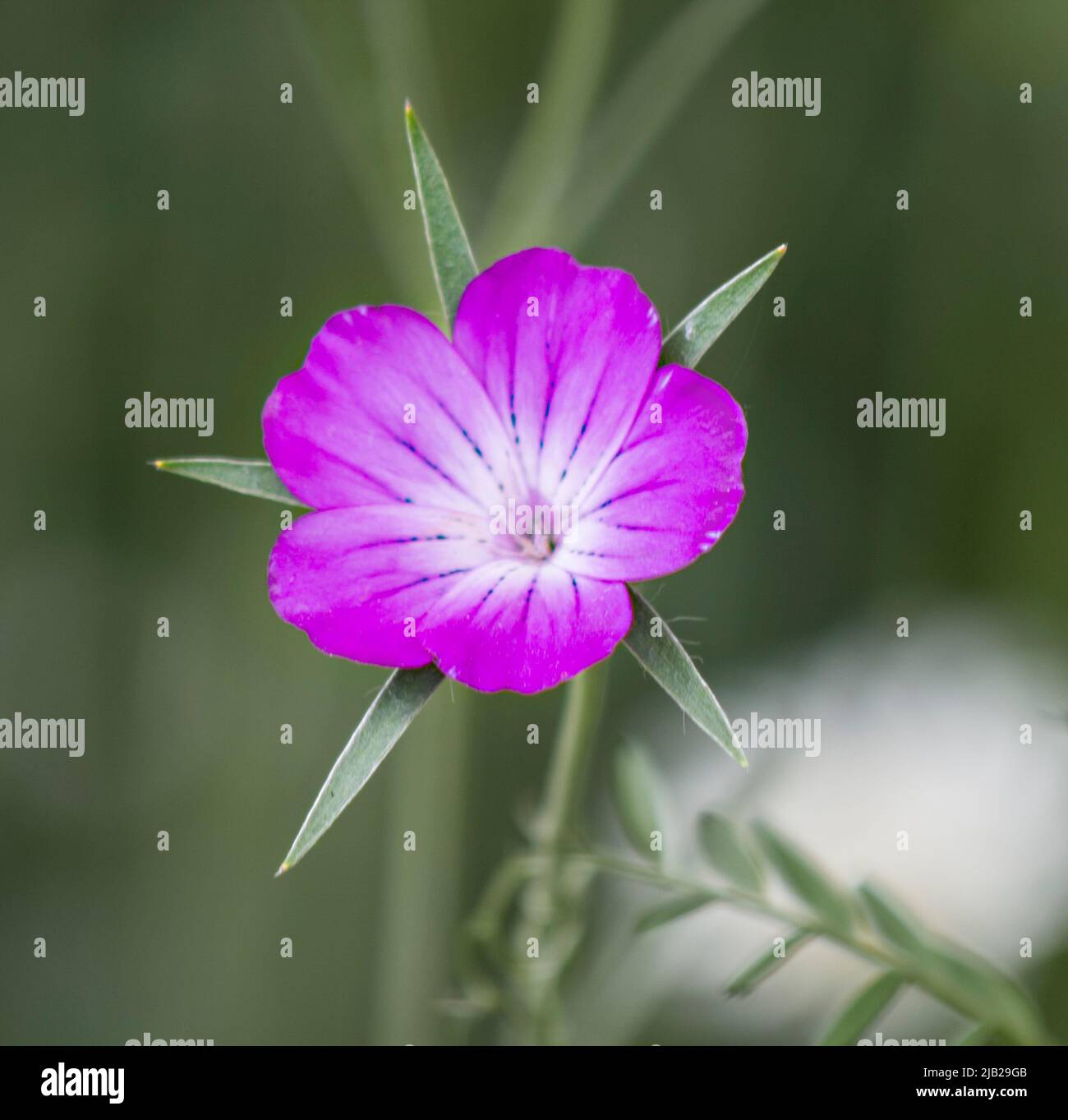A close up picture of a corn cockle. The single flower is blooming ...