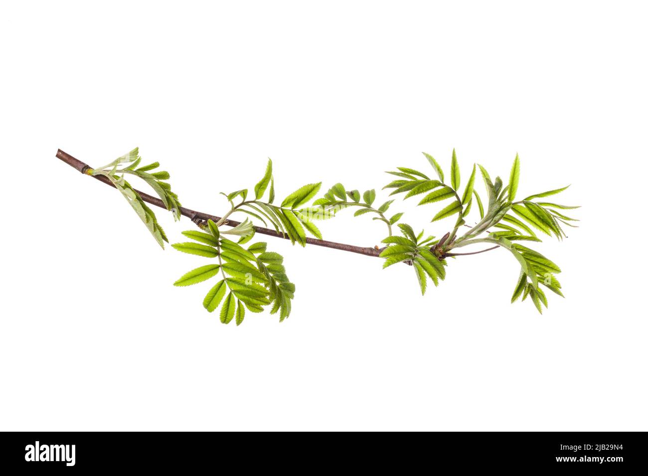 tree branch with young green leaves isolated on white background. High ...