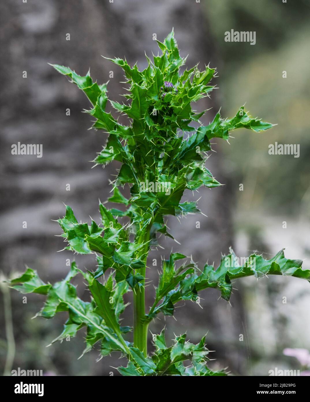 A close up of a he curly plumeless thistle during springtime. The ...