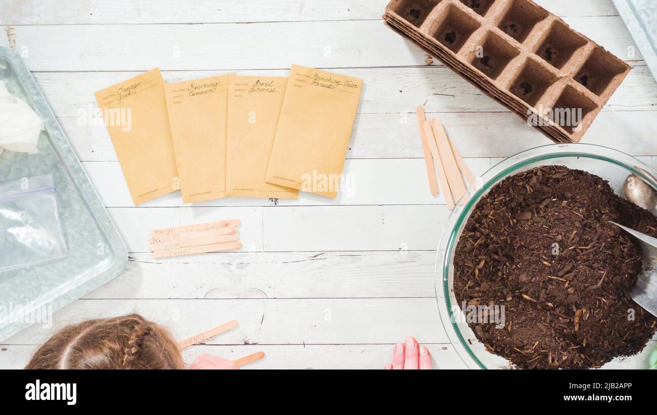 Flat lay. Planting seeds into small containers to start an indoor herb ...