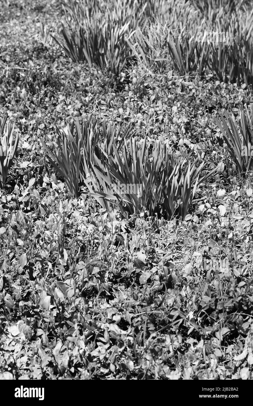 A lush spring shrub growing in the tranquil garden in black and white ...