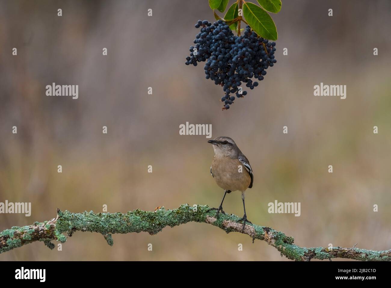 White banded Mockingbird, Mimus triurus, in Pampas grass environment ...