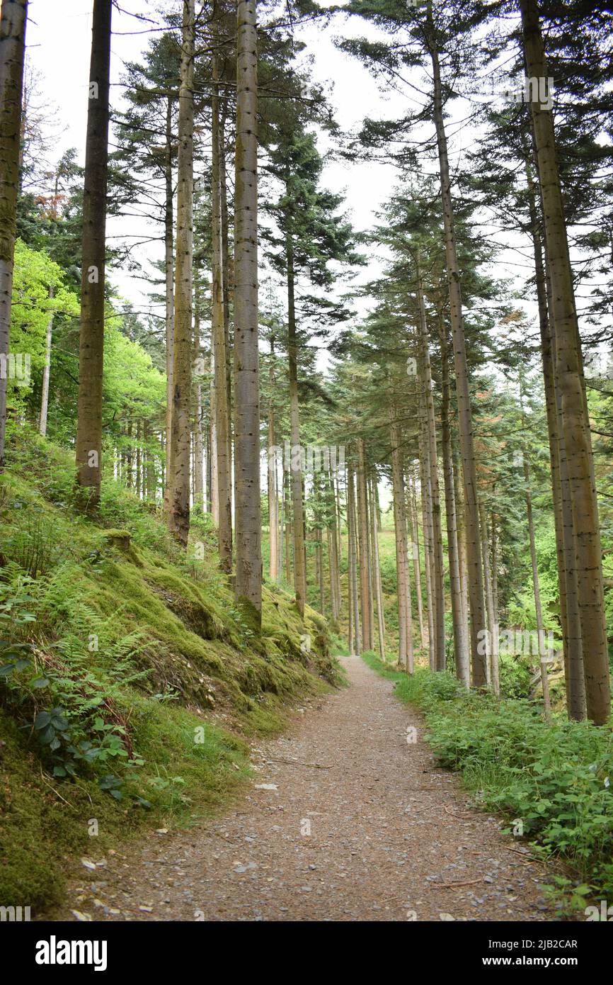 Forest path through pine trees near Hafod Estate, Wales, UK Stock Photo ...