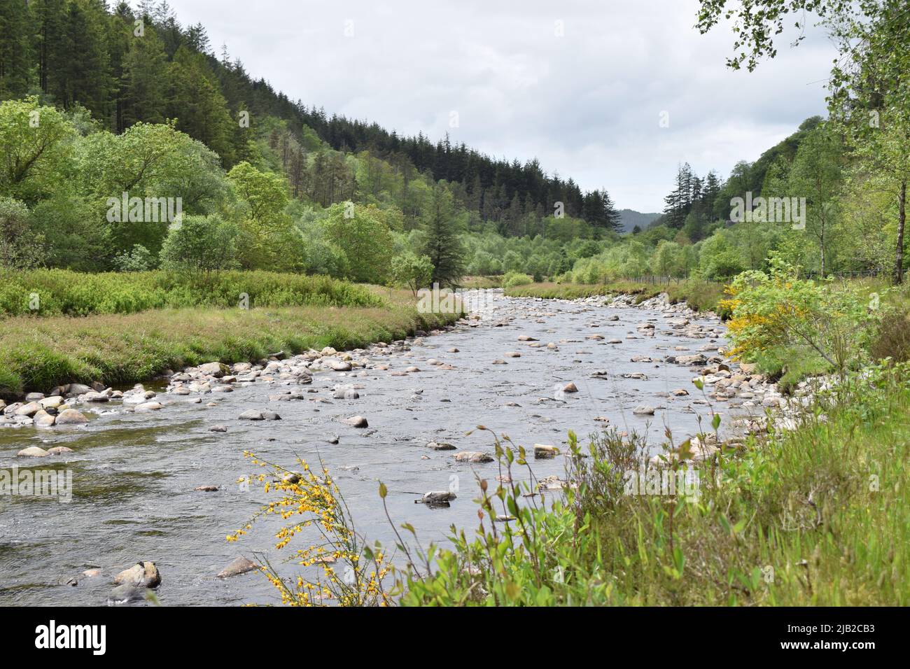 River flowing through Hafod estate in Spring Stock Photo - Alamy