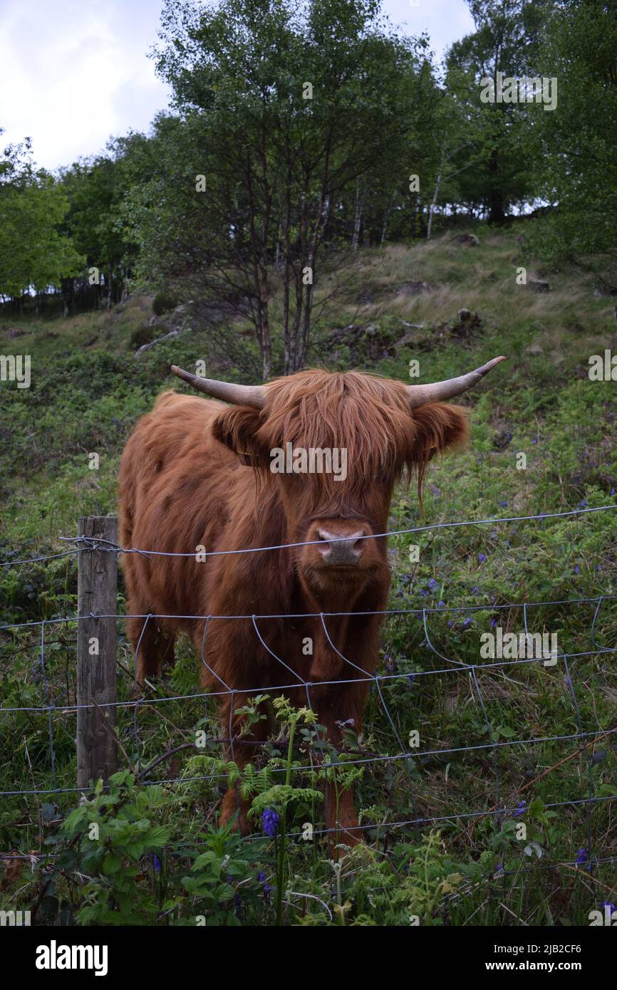 Highland Cow looking over a fence Stock Photo - Alamy