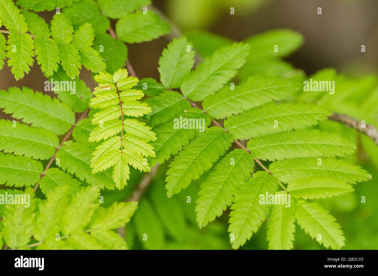 Green leaves of the Sorbus aucuparia, known as rowan or mountain-ash ...