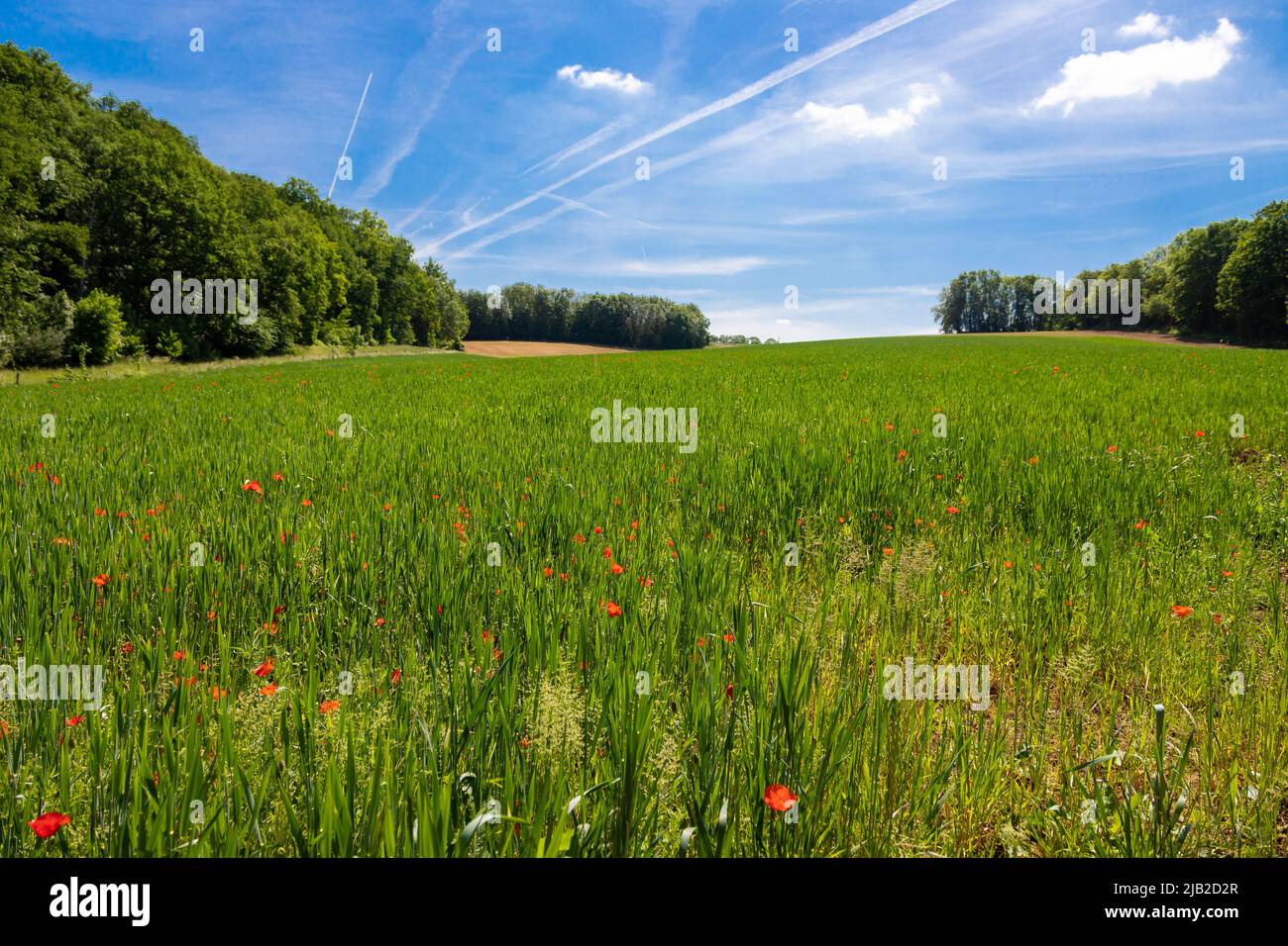 A red poppy flower is trying to stand out of the crowd in a field of ...