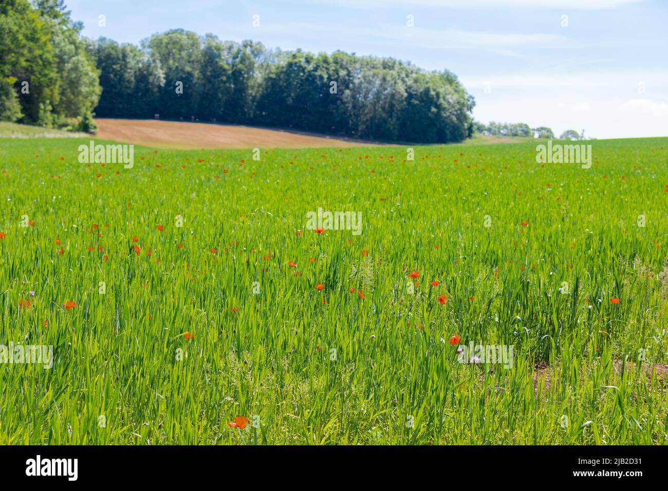 A red poppy flower is trying to stand out of the crowd in a field of ...
