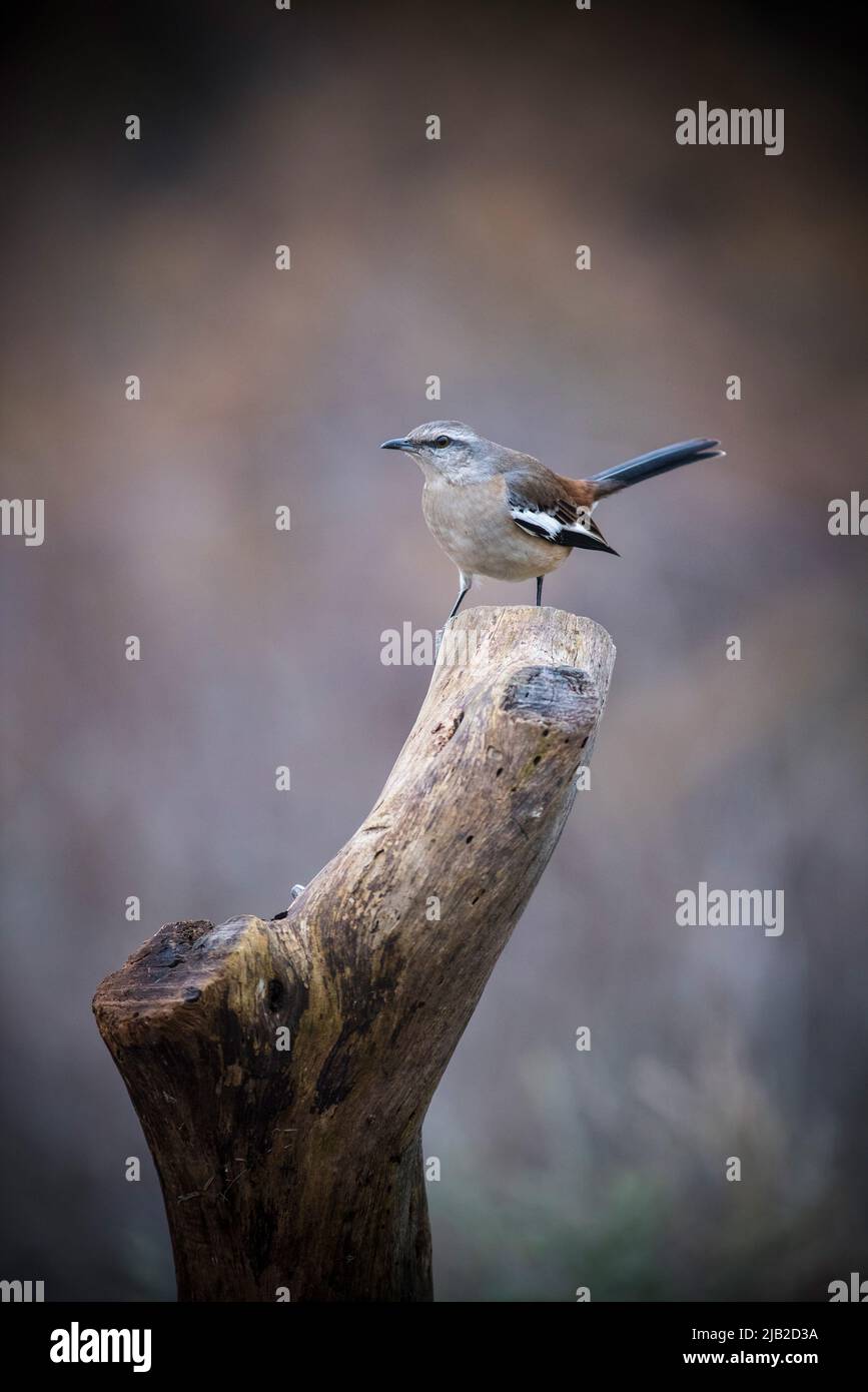 White banded Mockingbird, Mimus triurus, in Pampas grass environment ...