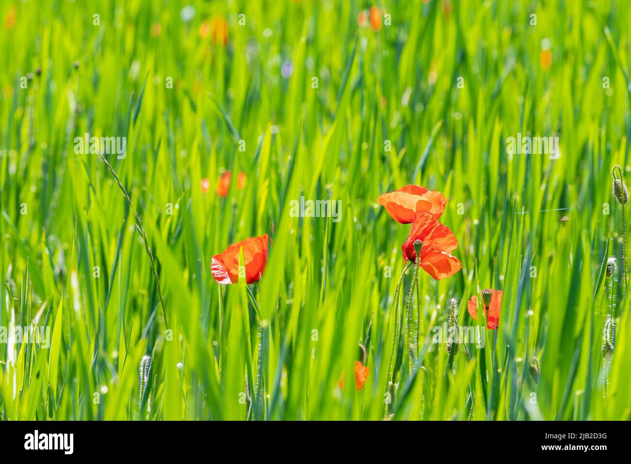 A red poppy flower is trying to stand out of the crowd in a field of ...