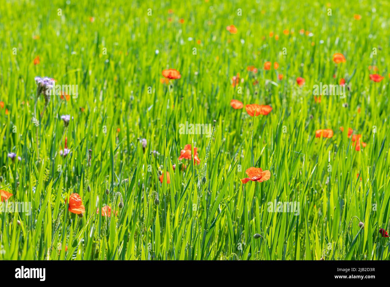 A red poppy flower is trying to stand out of the crowd in a field of ...