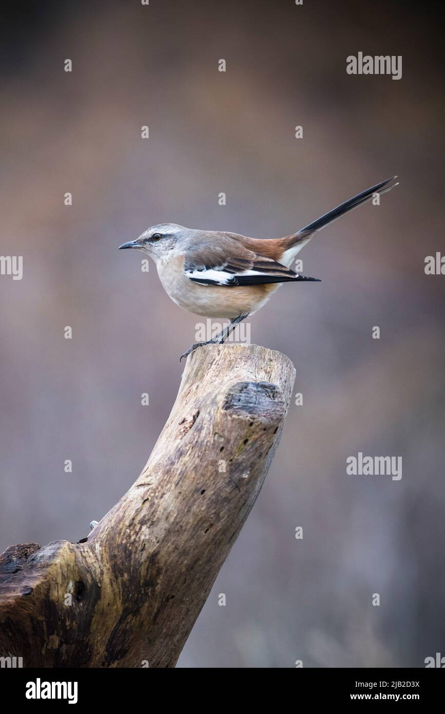White banded Mockingbird, Mimus triurus, in Pampas grass environment ...