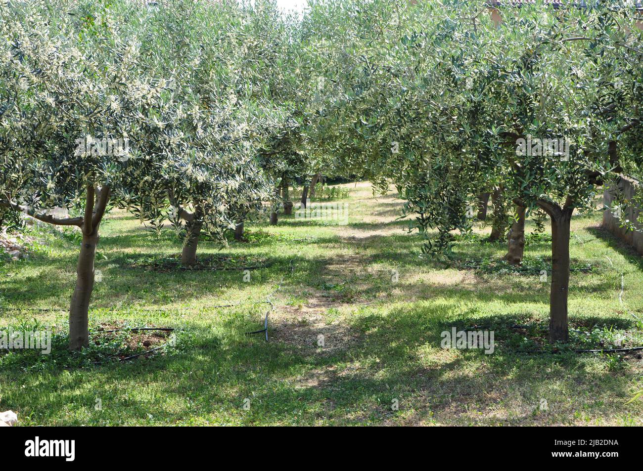 Olive tree in a row. Olive trees garden. Long row of trees on the sky ...