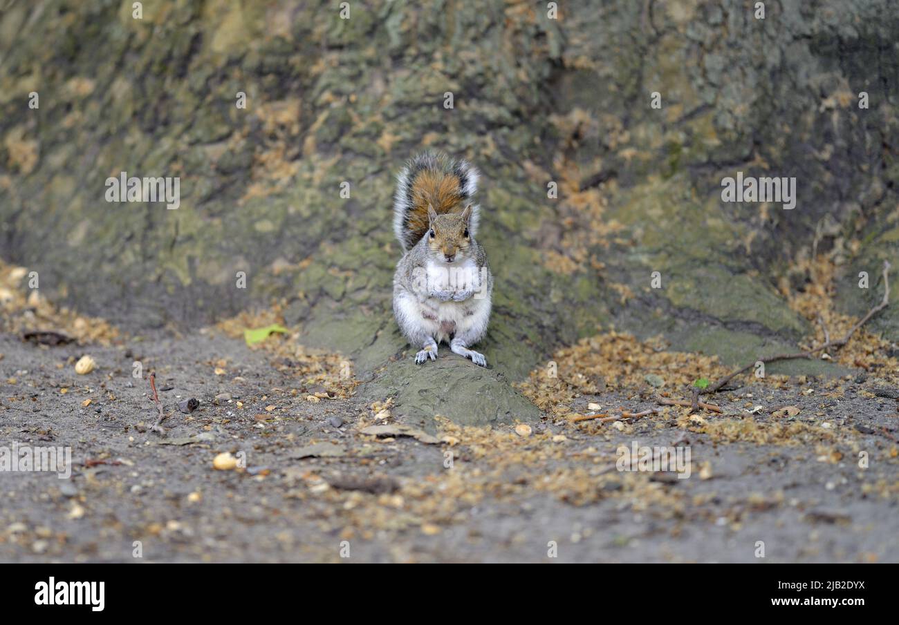 Grey Squirrel (Eastern Grey Squirrel / Gray Squirrel) Sciurus ...