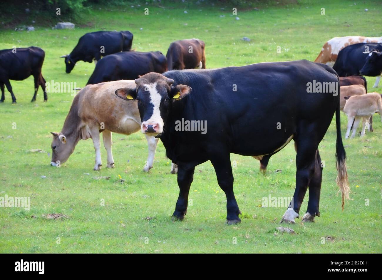 Black bull on the farm, cows in background. Bull in Croatia in the ...