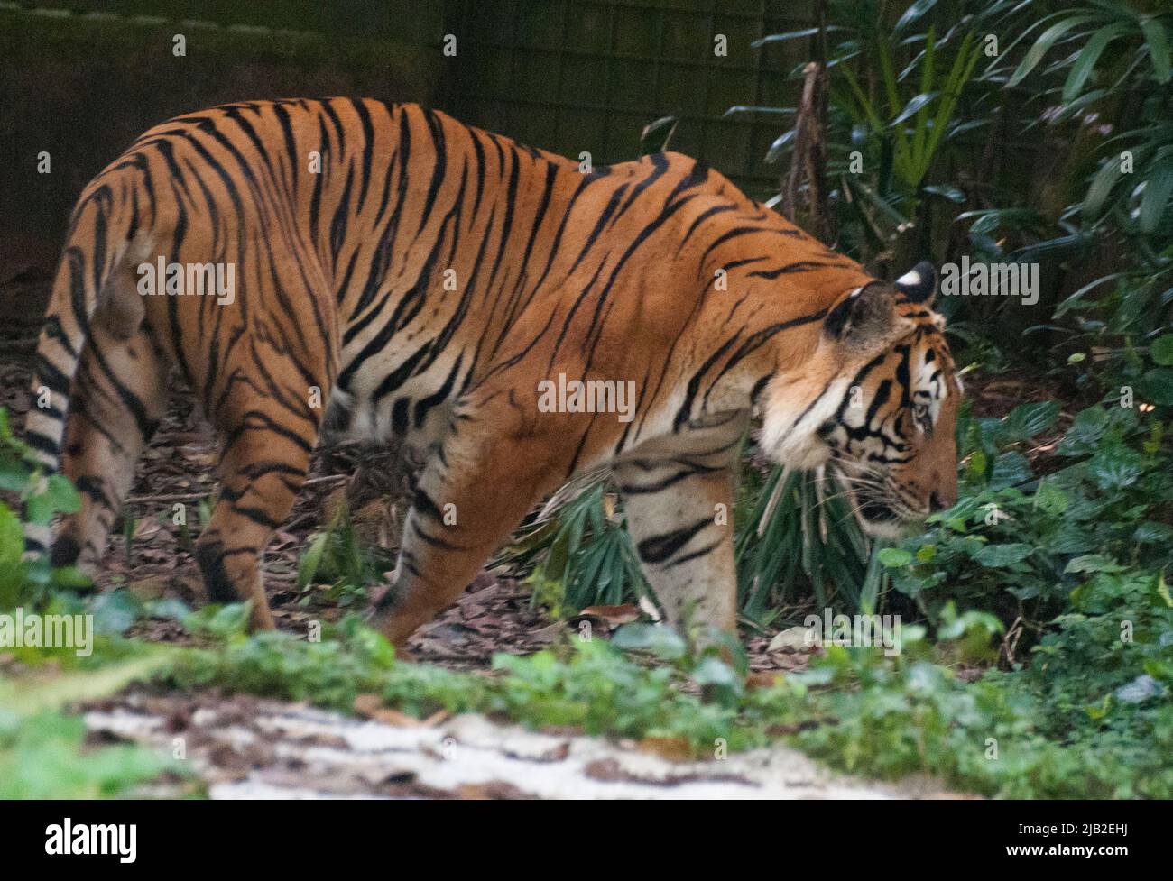 Malayan tiger hi-res stock photography and images - Alamy