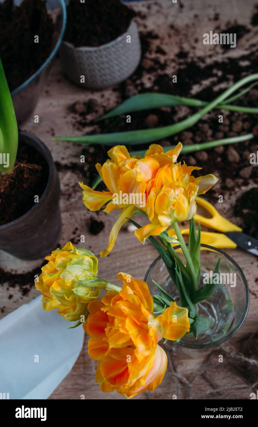 The concept of spring transplanting indoor plants at home Stock Photo ...