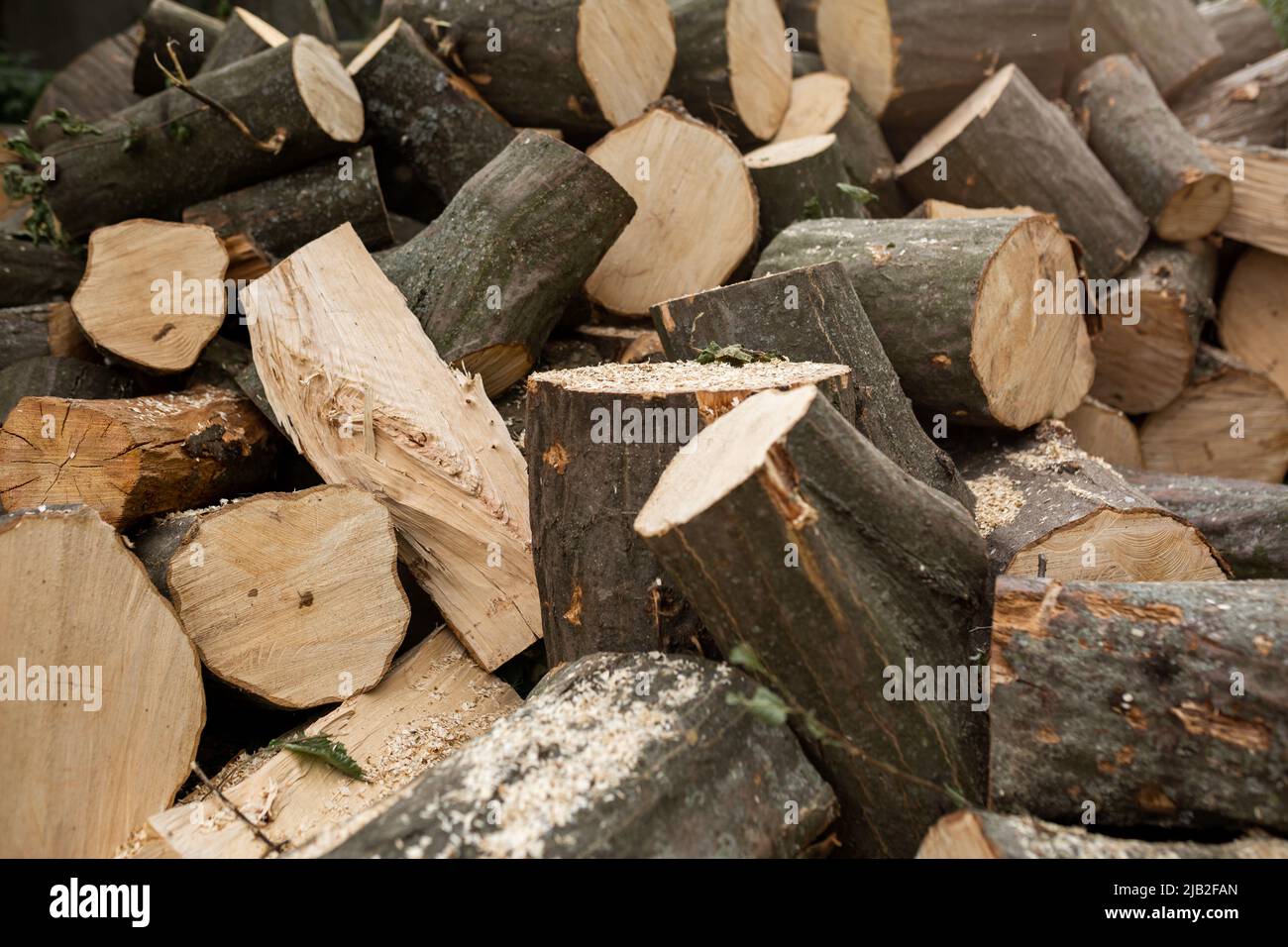 Round firewood lies on the grass in the yard. Sawn tree. pads Stock ...