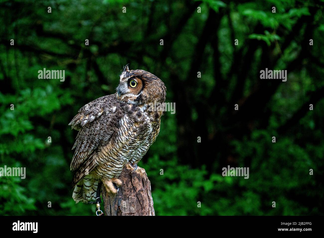 Hyper carnivorous birds hi-res stock photography and images - Alamy