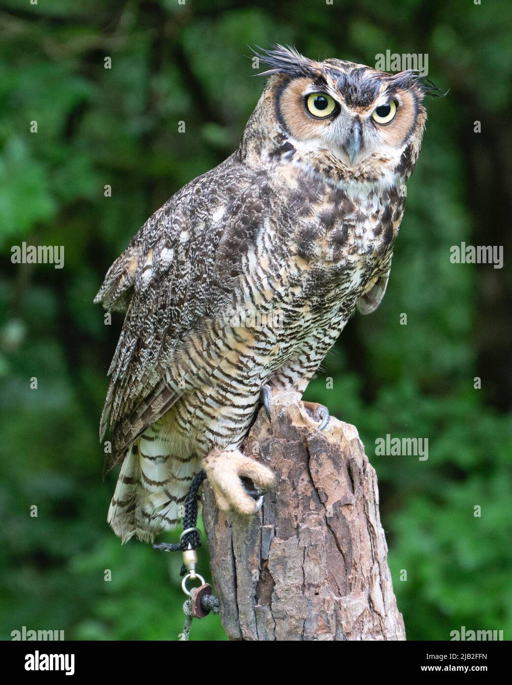 Hyper carnivorous birds hi-res stock photography and images - Alamy