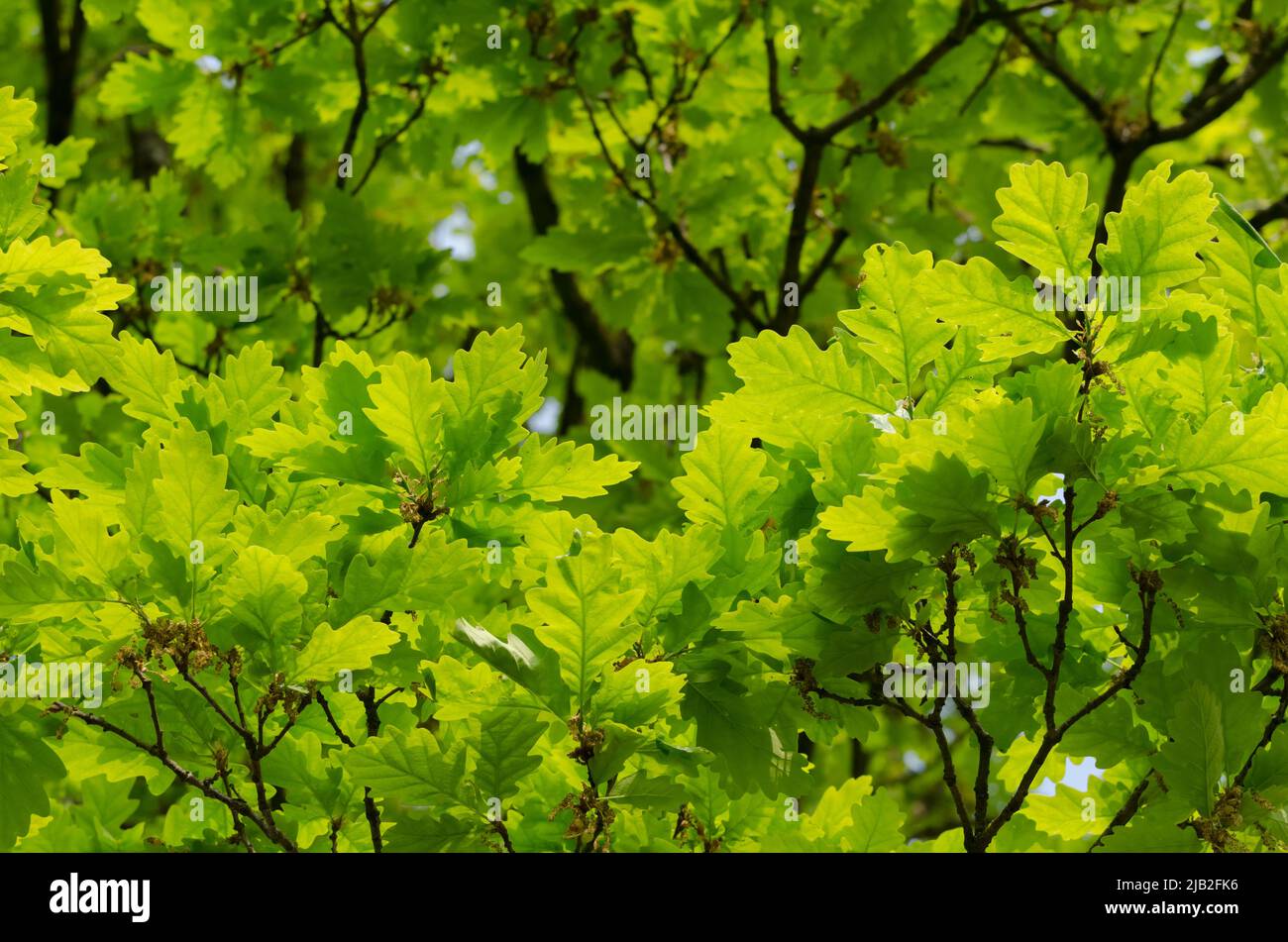 Vivid green leaves of an oak tree, Quercus, in the forest during ...