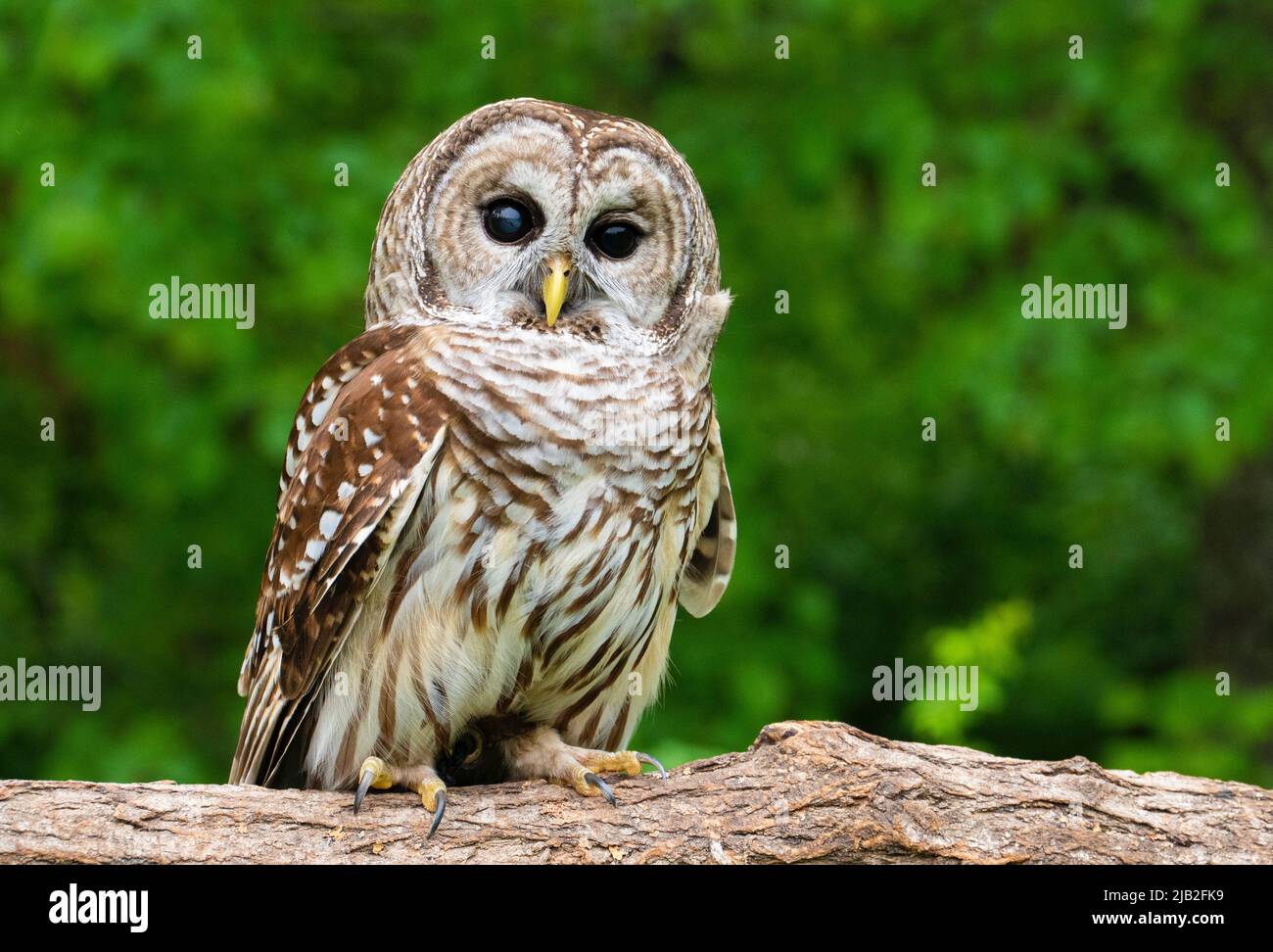Hyper carnivorous birds hi-res stock photography and images - Alamy