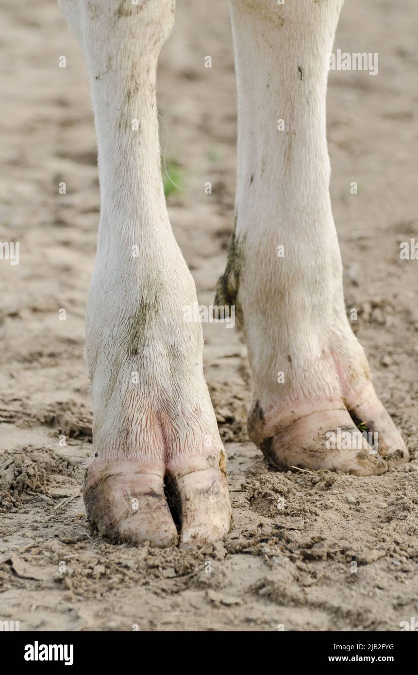 Cow anatomy hi-res stock photography and images - Alamy