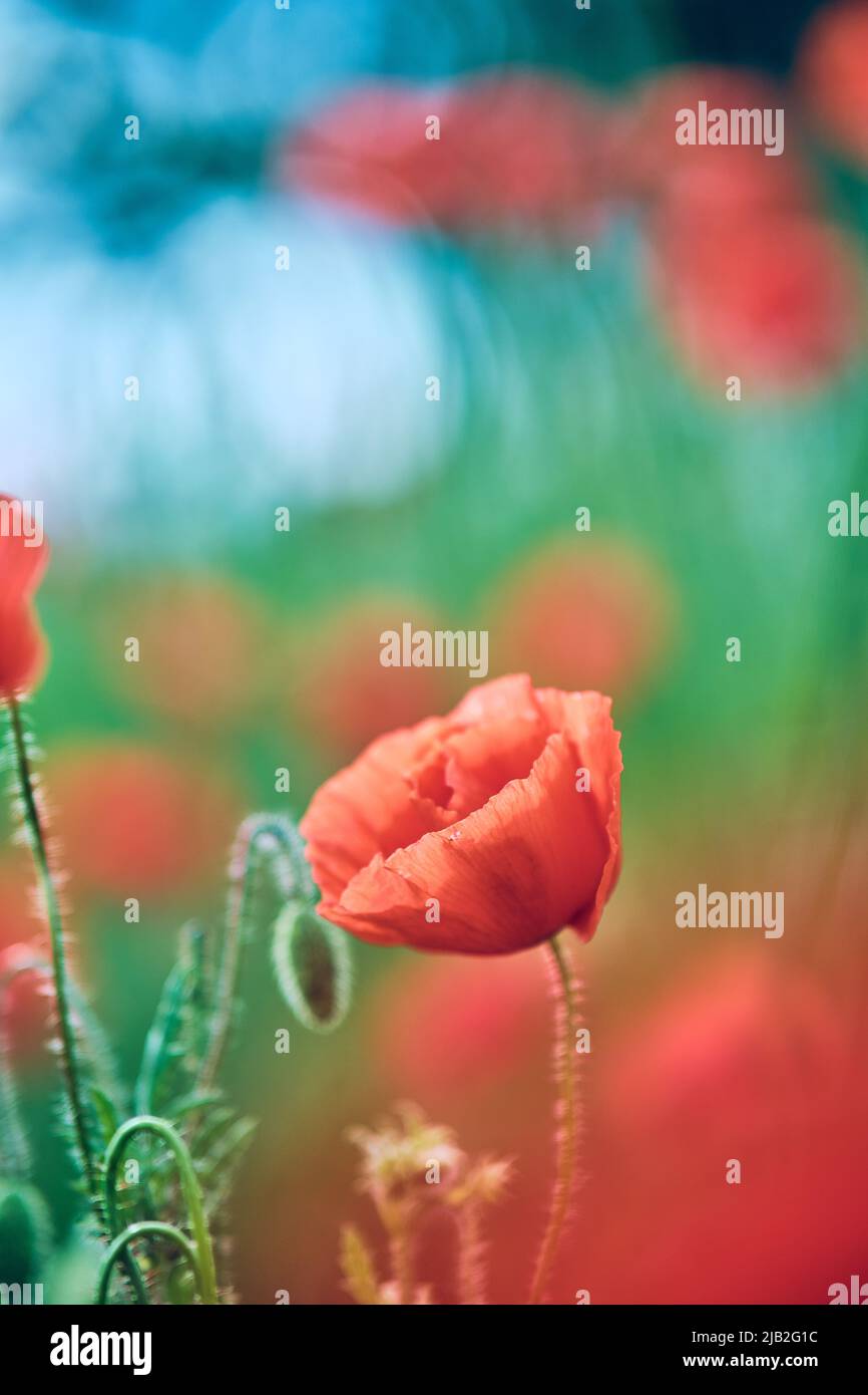 Poppy growing in a green field. High quality photo Stock Photo - Alamy