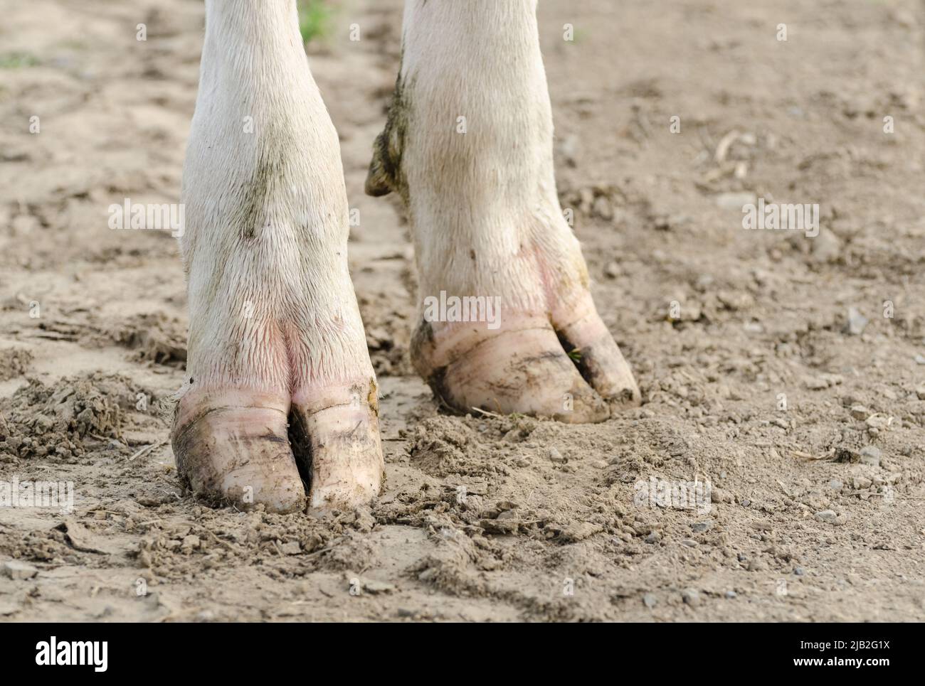 Hoof cattle hi-res stock photography and images - Alamy