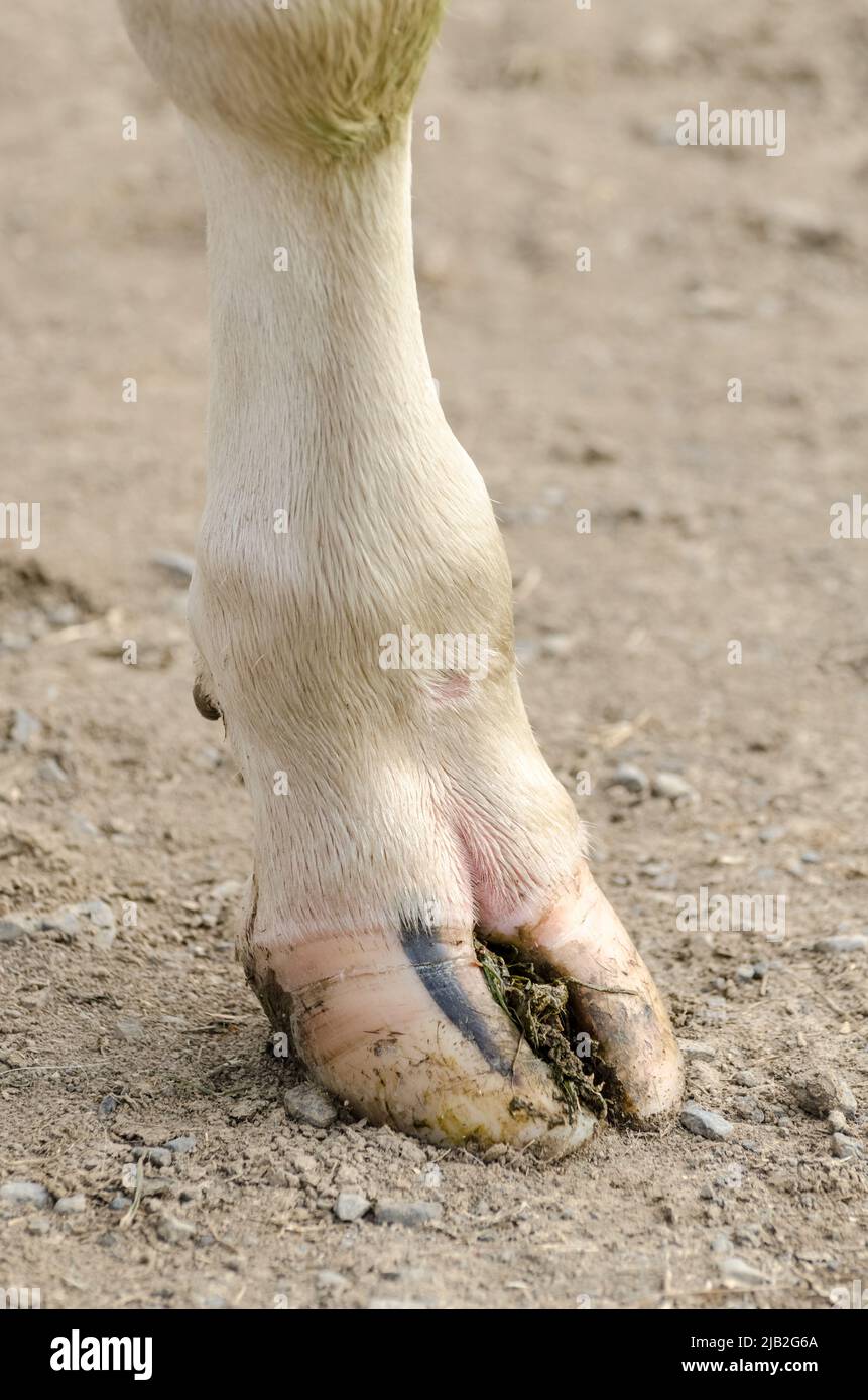 Cow anatomy hi-res stock photography and images - Alamy