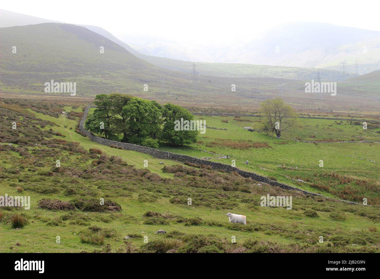 Moorland Scenery Looking towards Foel Frass and Drum, Llanfairfechan ...