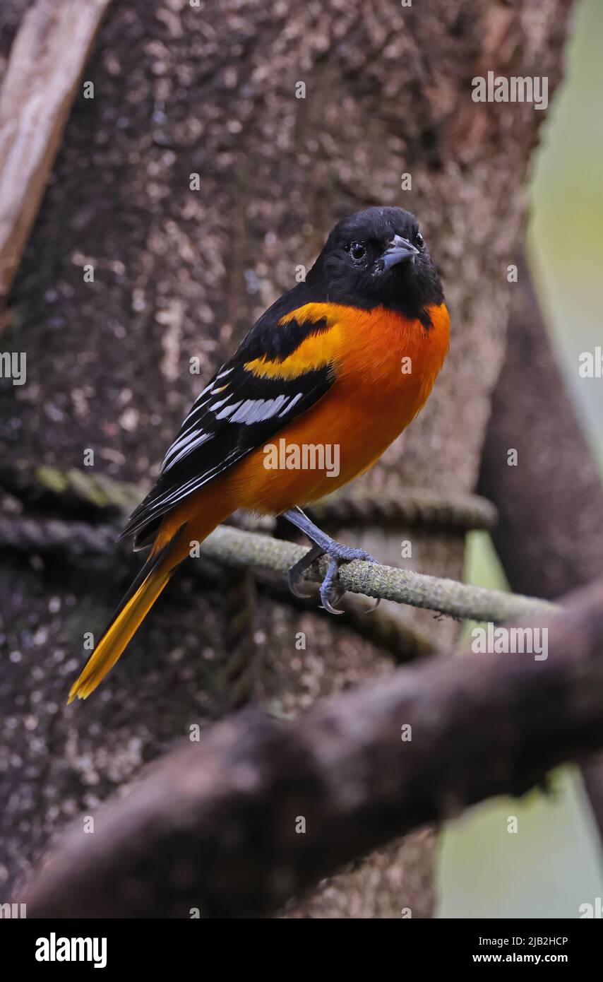 Baltimore Oriole (Icterus galbula) adult male perched on branch Cano ...