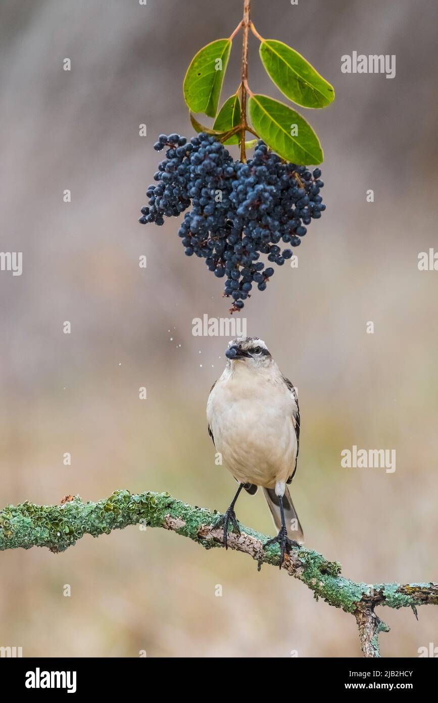 White banded Mockingbird, Mimus triurus, in Pampas grass environment ...