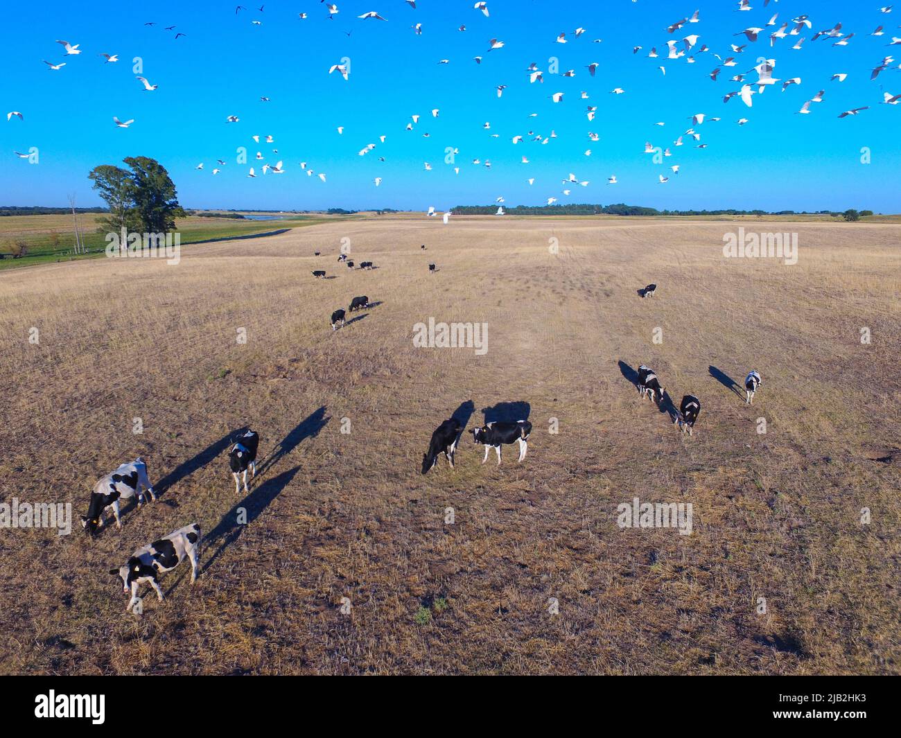 Cows raised with natural pastures, meat production in the Argentine ...